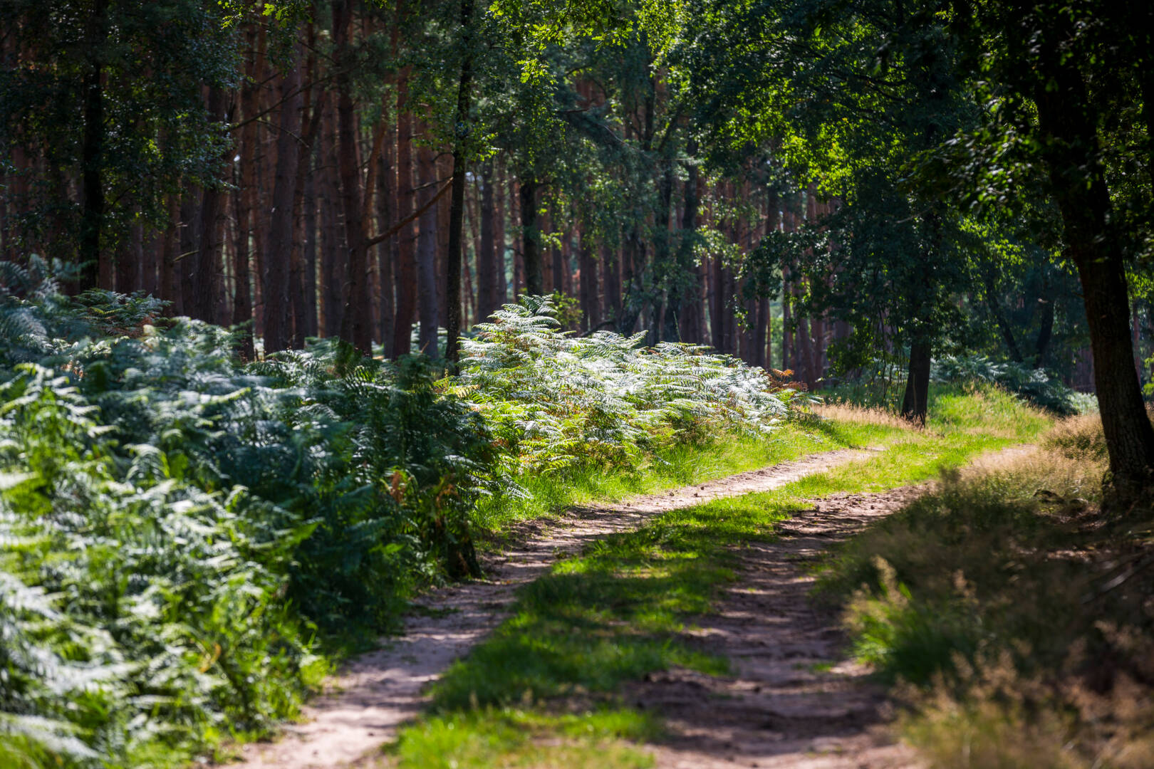 Wandern - Tourismus und Freizeit - Stadtagentur Dorsten